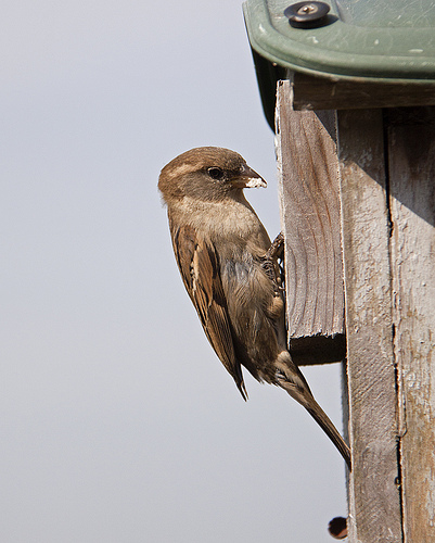 Urban Naturalist: Garden Birds at Manchester Museum - Manchester Wire