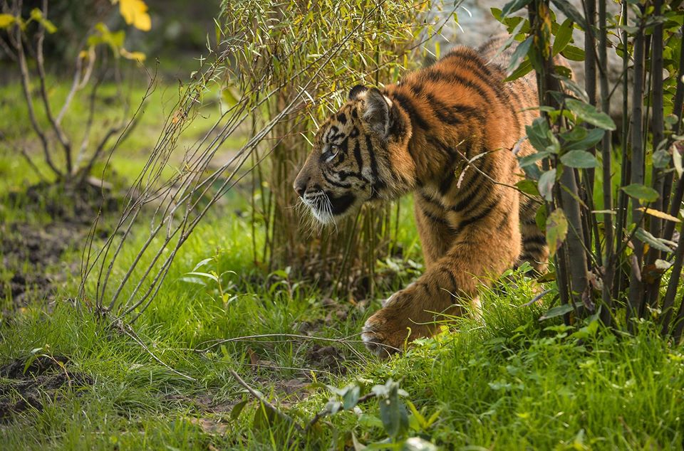 Activity days to book now & enjoy later ft. Chester Zoo, Spa at the ...