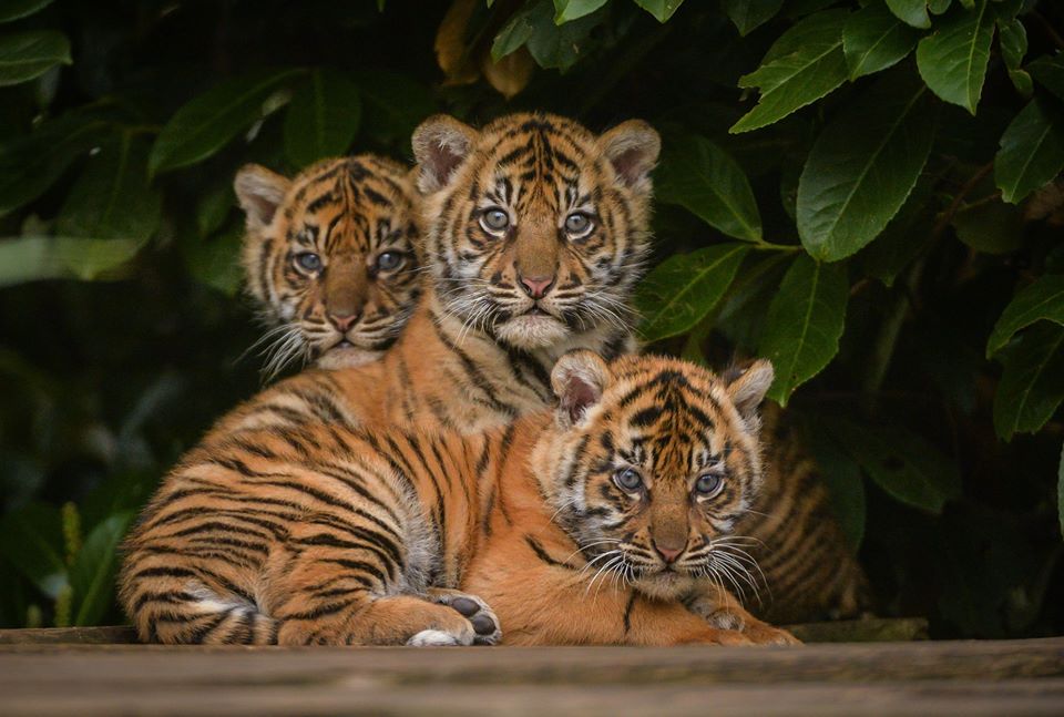 The best: Re-opened Manchester cultural destinations ft. Chester Zoo ...