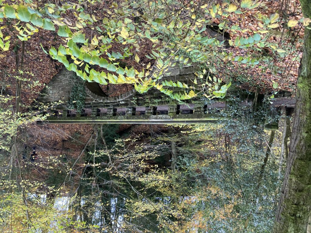 Seven spectacular forests you can explore around Greater Manchester