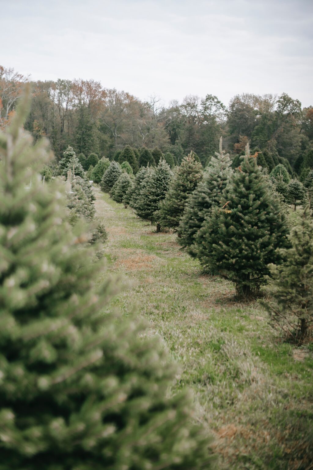 The best Christmas tree farms around Greater Manchester
