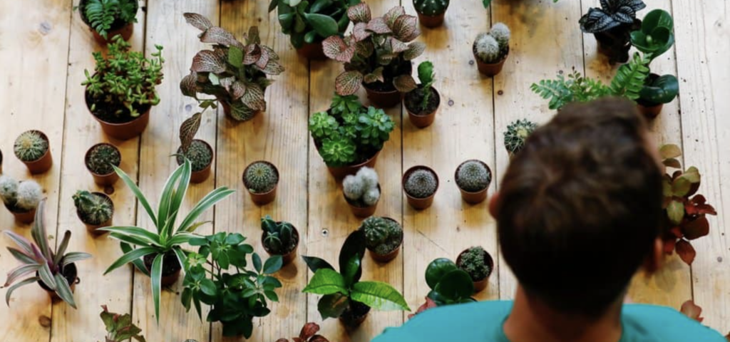 The RHS is bringing its first ever large-scale indoor show to Manchester